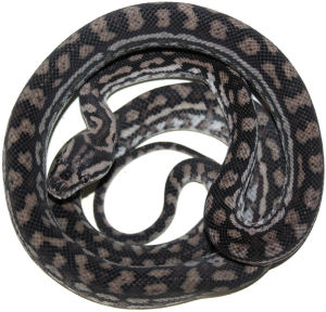 Inland Reptile - Carpet Python Availability