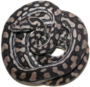 Inland Reptile - Carpet Python Availability