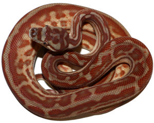 Inland Reptile - Carpet Python Availability